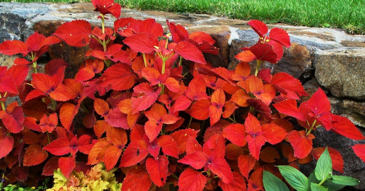 Coleus - Versatile and Easy!