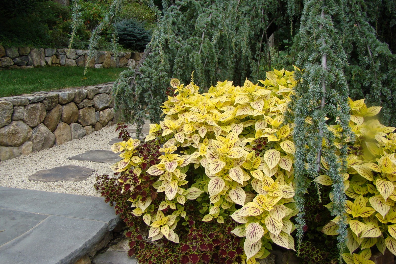 Coleus - Gorgeous, Versatile and Easy to Grow