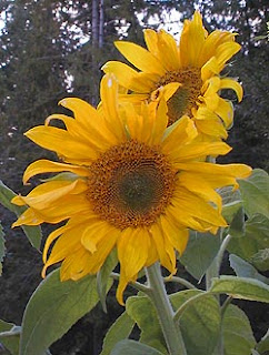 The Glorious Sunflower - The Fourth Sister