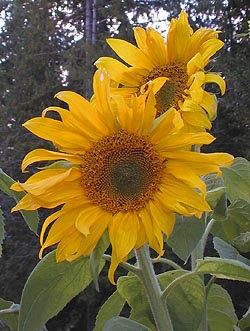 The Glorious Sunflower - the Fourth Sister in a Native American Garden