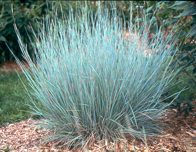 A Great, Native Grass for Your Garden - Little Bluestem