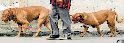 BwNewz: Salman Khan's pet Dog Myjaan in critical condition