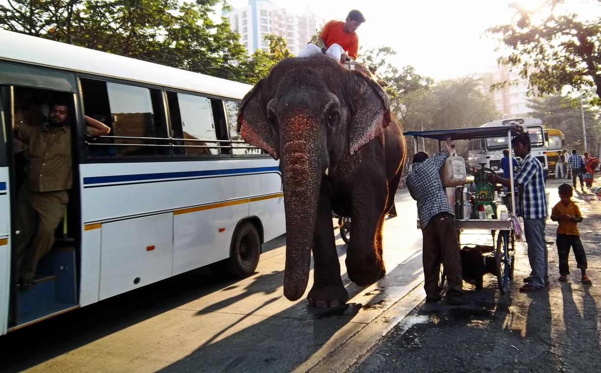 Stock Pictures: Elephants on the streets of India