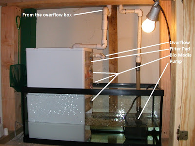 DIY Hobby Guy: Aquarium and trickle filter
