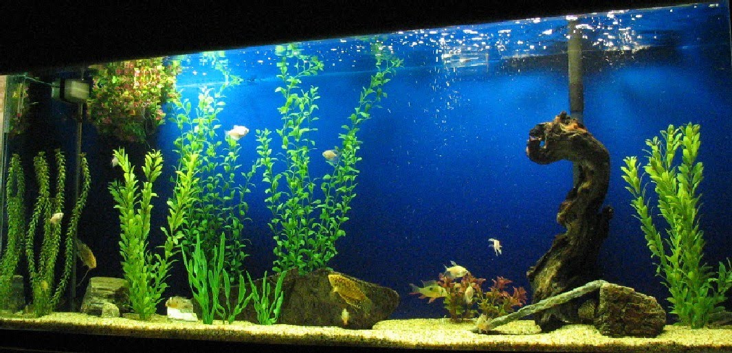 DIY Hobby Guy: Aquarium and trickle filter
