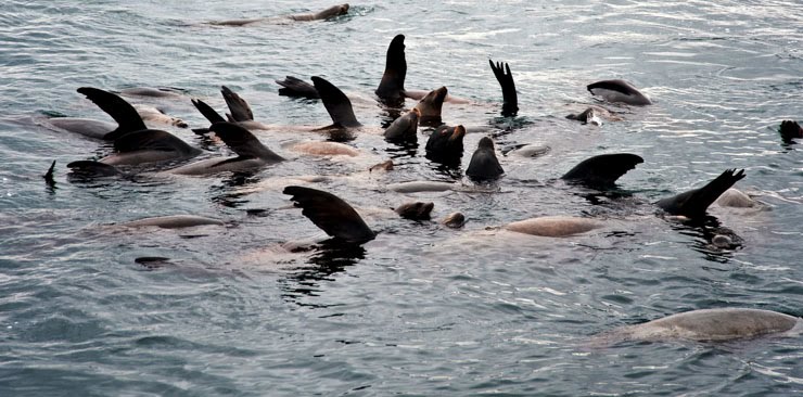 Shot of the Day: The Seals of Monterey Bay