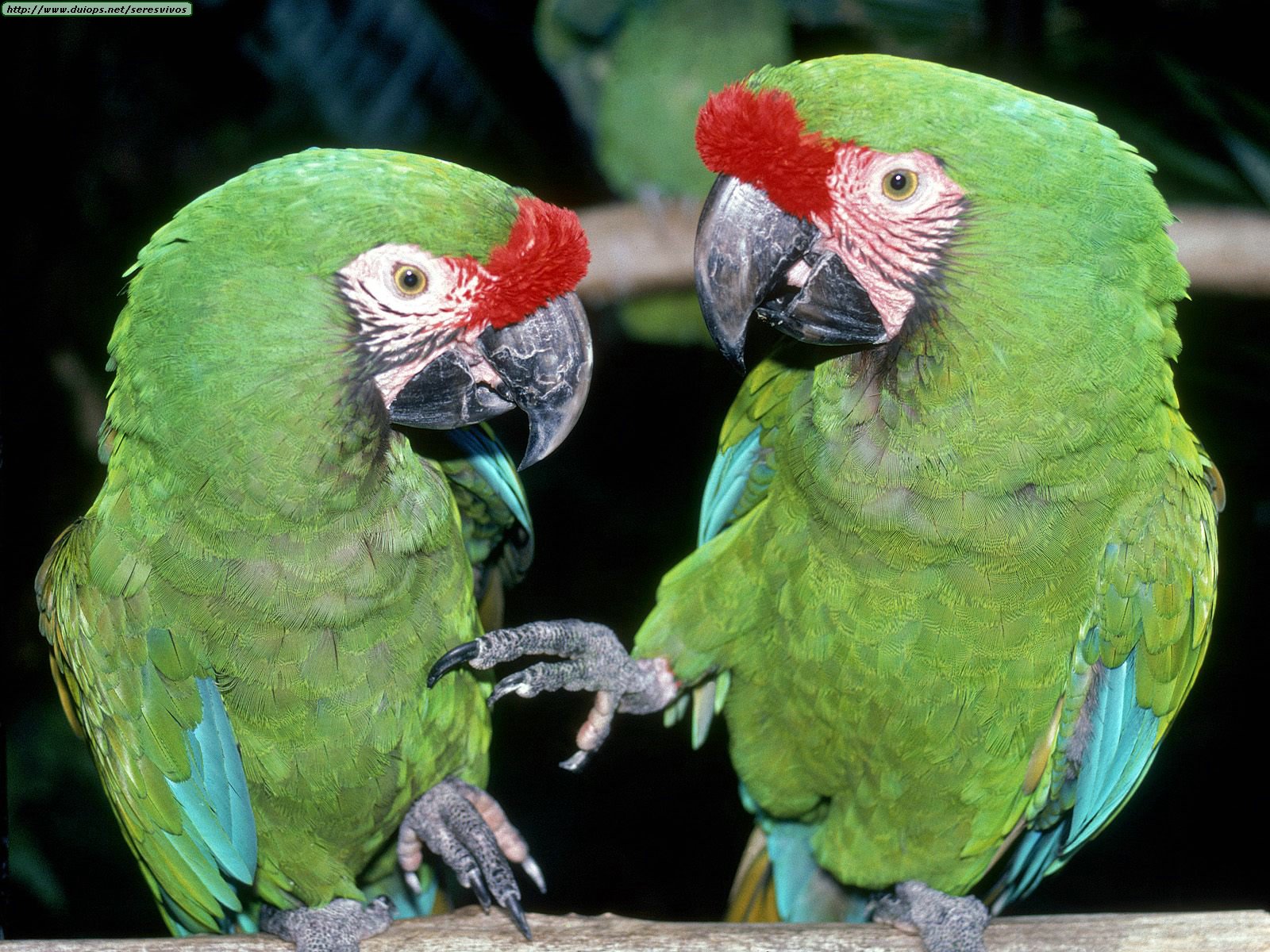 Pauladulruna: El Loro