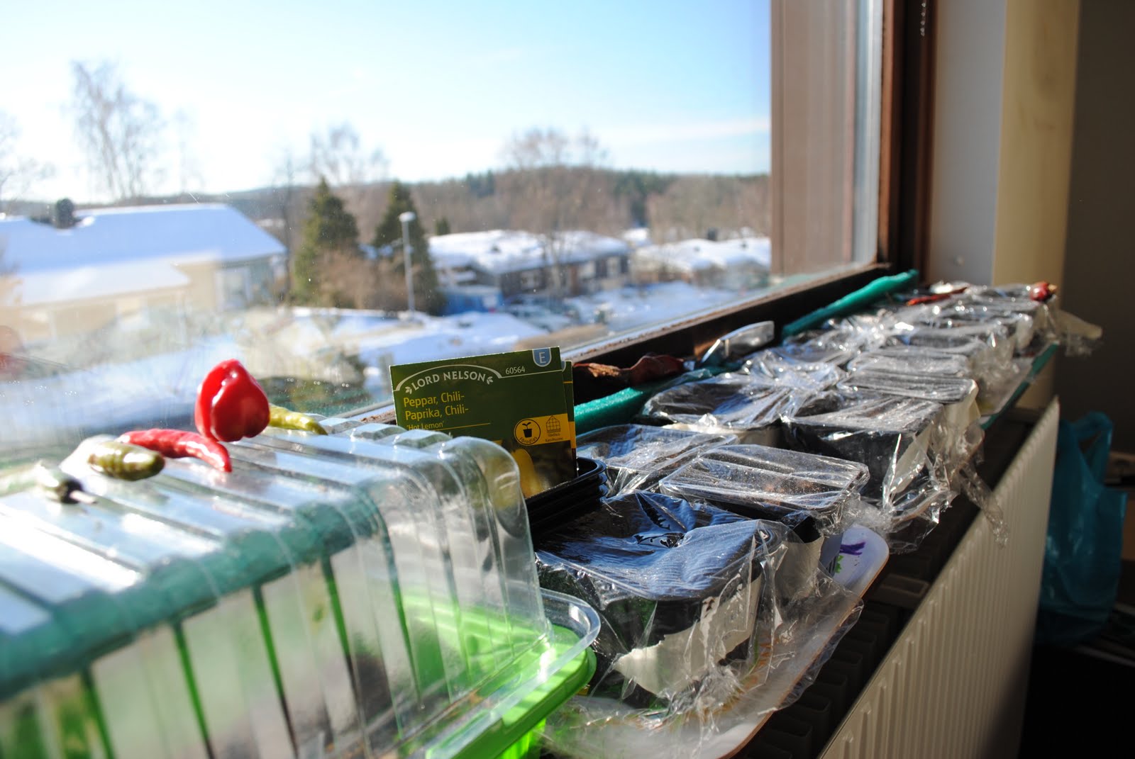 Pepper Permanto: Pepper Permanto in retrospect: Windowsill Germination