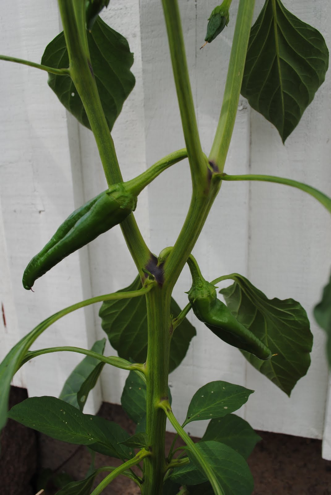 Pepper Permanto: A green pod summer!