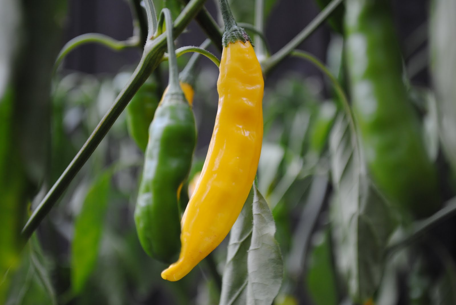 Pepper Permanto: Presenting peppers