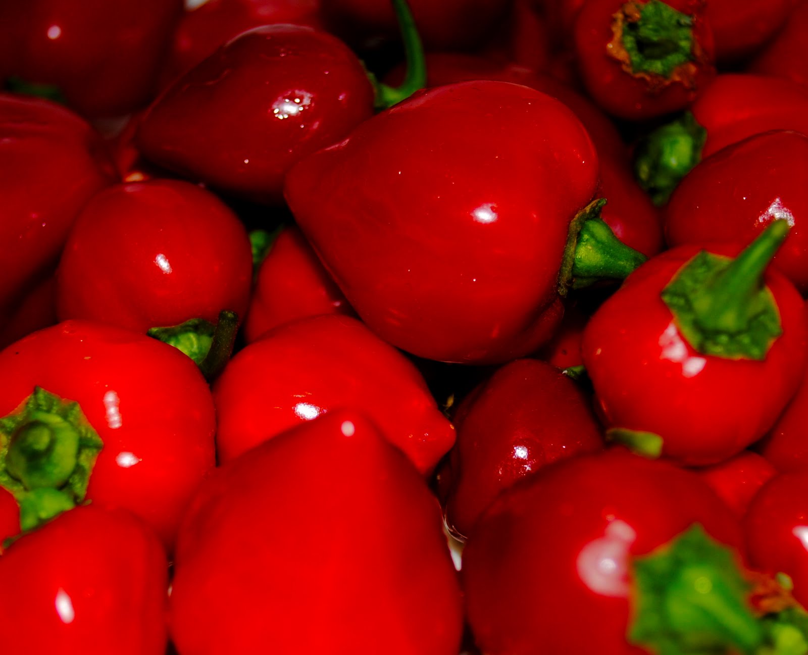 Pepper Permanto: Redder Than Red & Hotter Than Hot