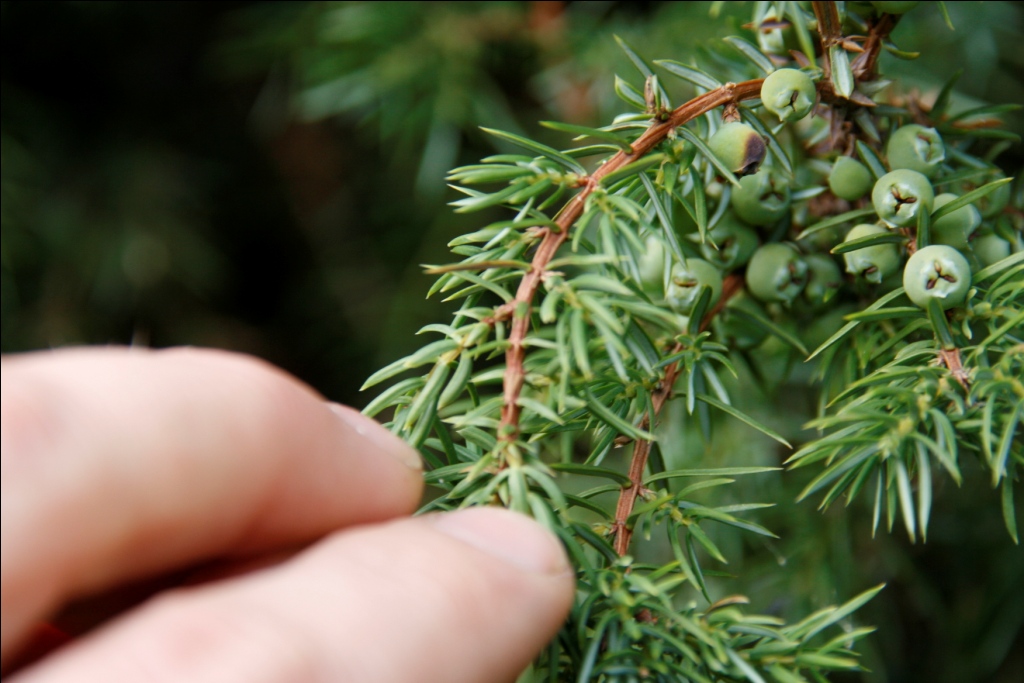 Økologisk Dagbok: Litt om norske tresorter (bilder kommer snart)