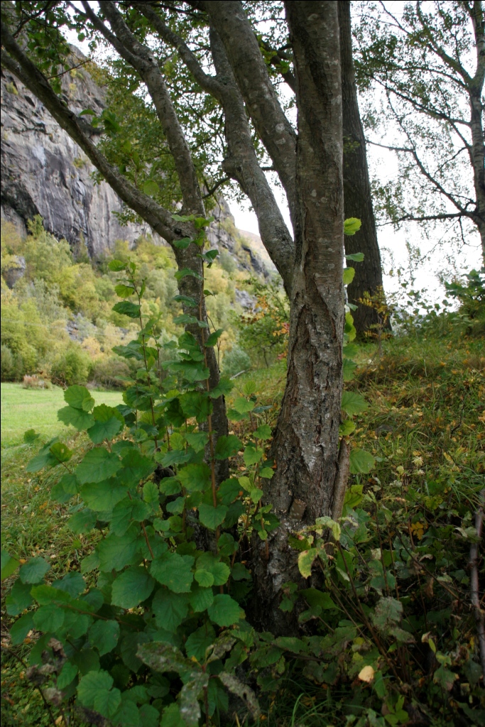 Økologisk Dagbok: Litt om norske tresorter (bilder kommer snart)