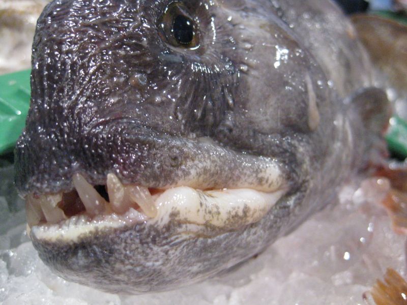 Mot min smala lycka: Bara fula fiskar...