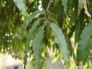 Ashoka Tree Benefits | INDIAN AYURVEDA HERBS