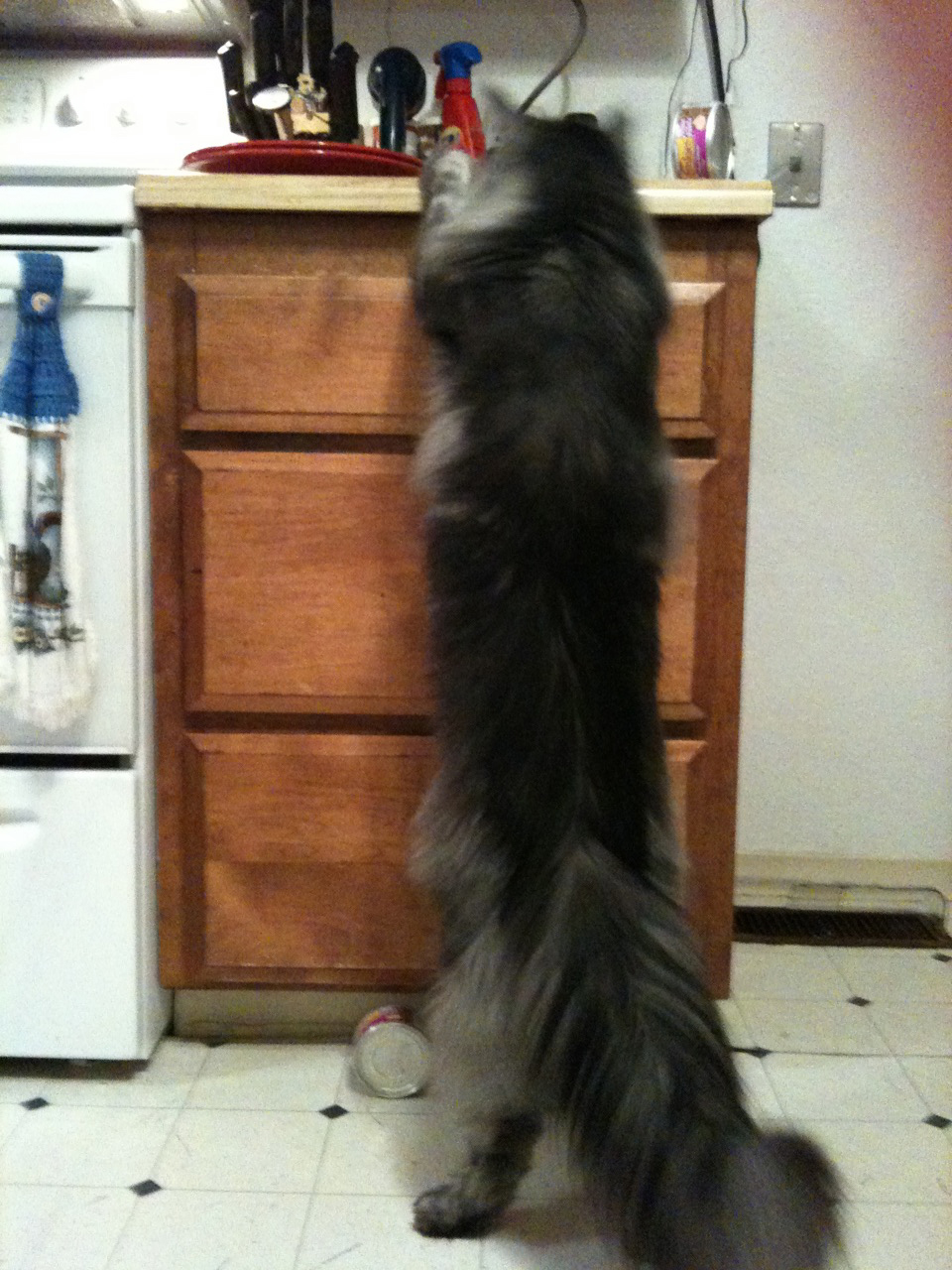 WEB OF EVIL (& ENNUI): World's Longest Cat