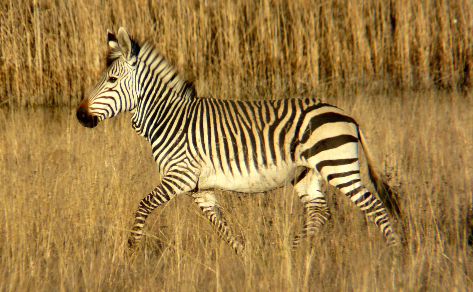 THULA GAME LODGE - Südafrika www.thula.co.za: Hartmann Bergzebra