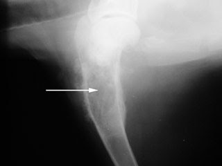 OSTEOSARCOMA OMERO CANE – Alessandro Prota Veterinario