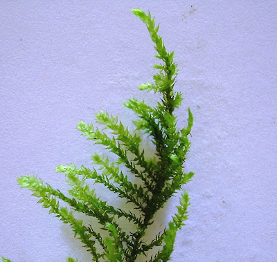 Ushi-Kouge Aquascaping: Vesicularia reticulata (Erect moss)