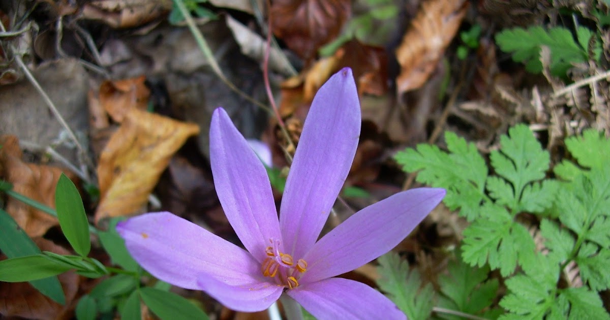 Colchicum neapolitanum Ten.