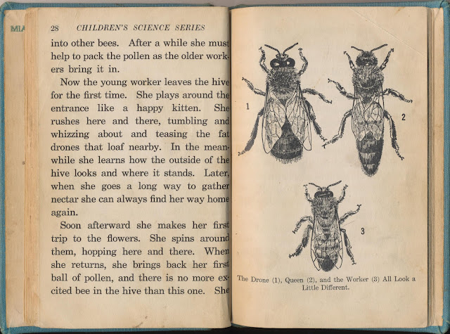 BoroughBees: The Story of Bees, Part Two