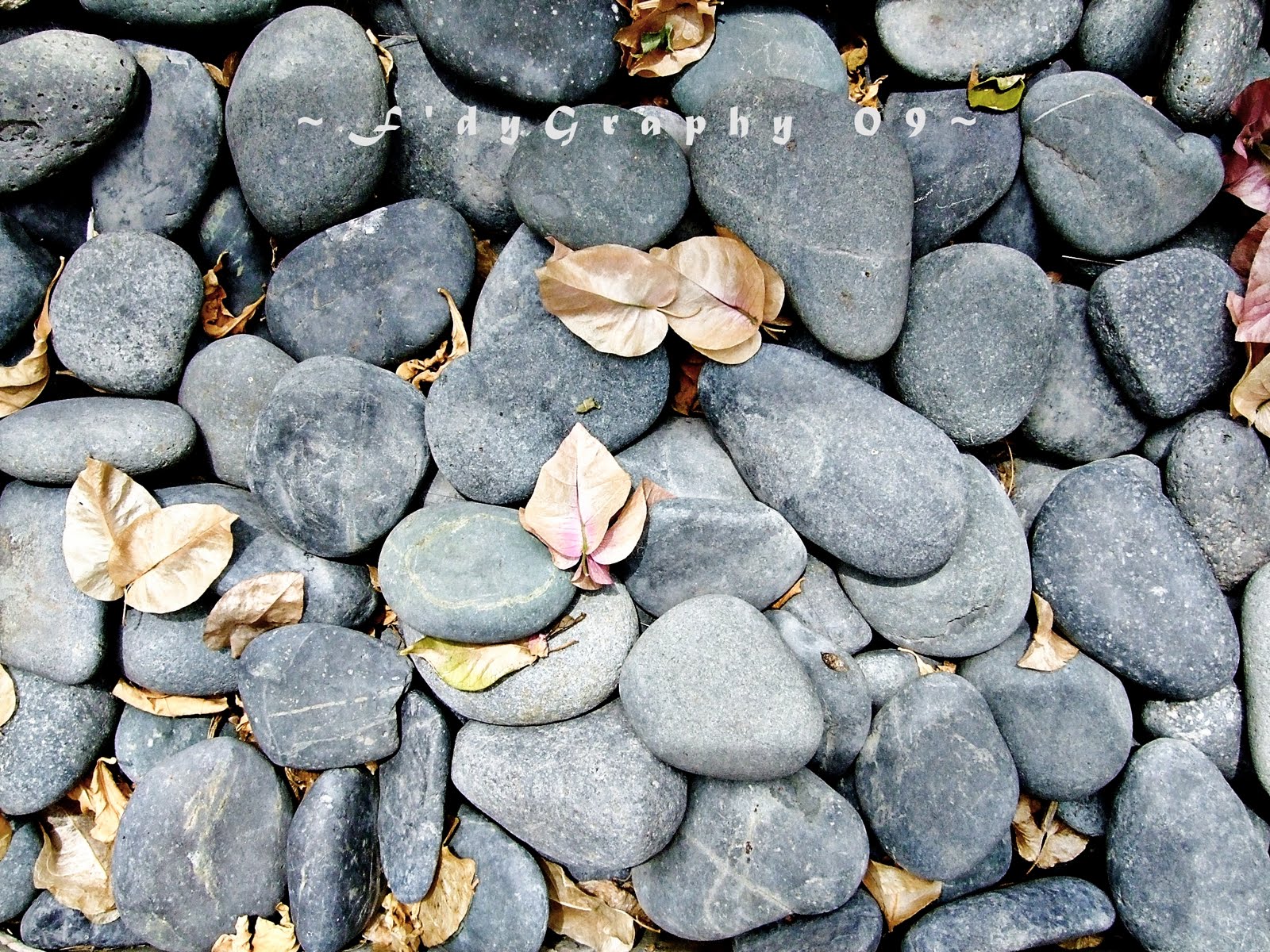F'dyGraphy: Rocky Rocks