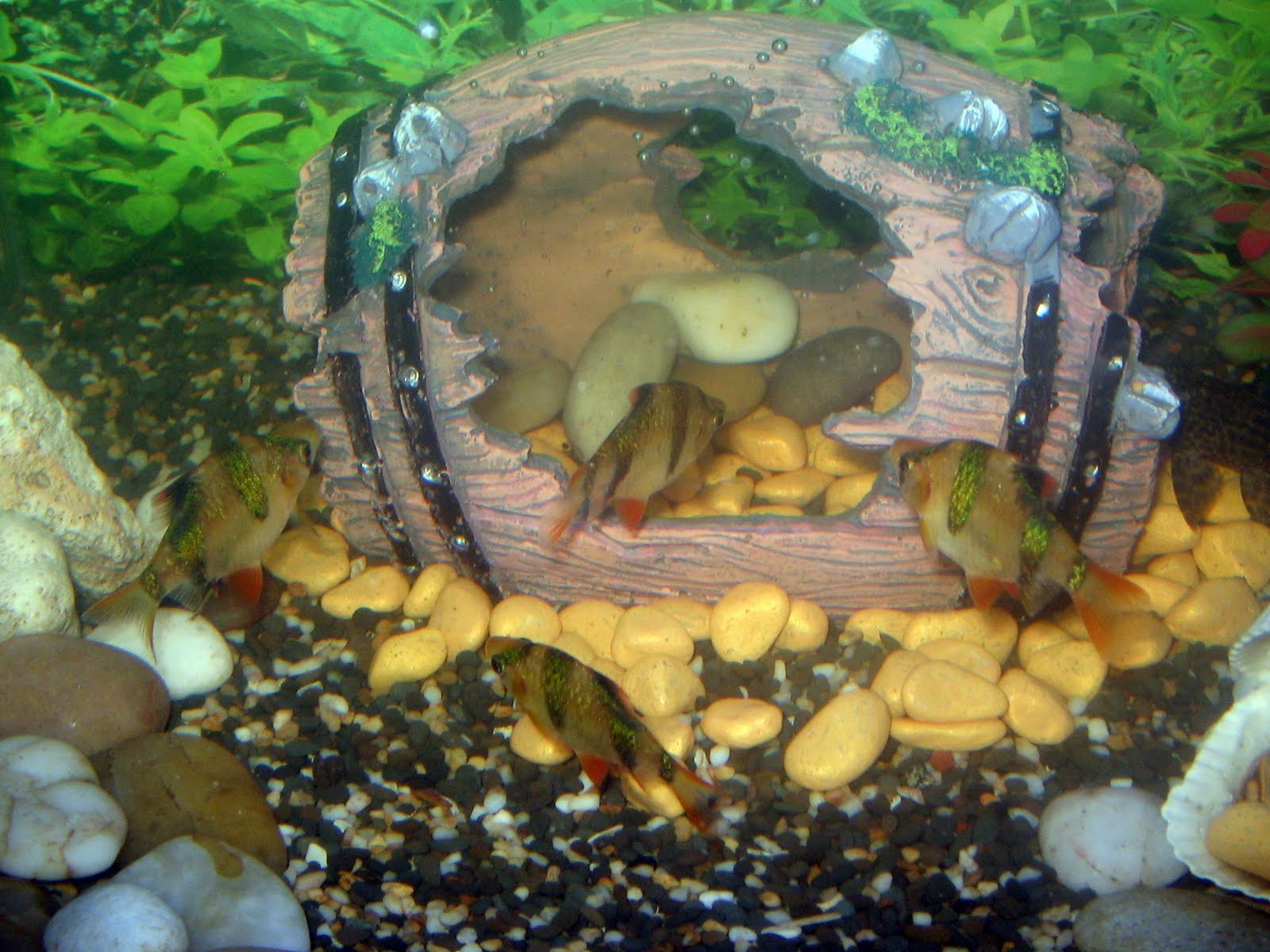 ..:ulaumelengkauataspagau:..: ikan betok........