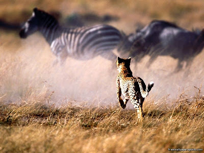 Cool Wallpapers: Cheetah Catching Zebra Picture