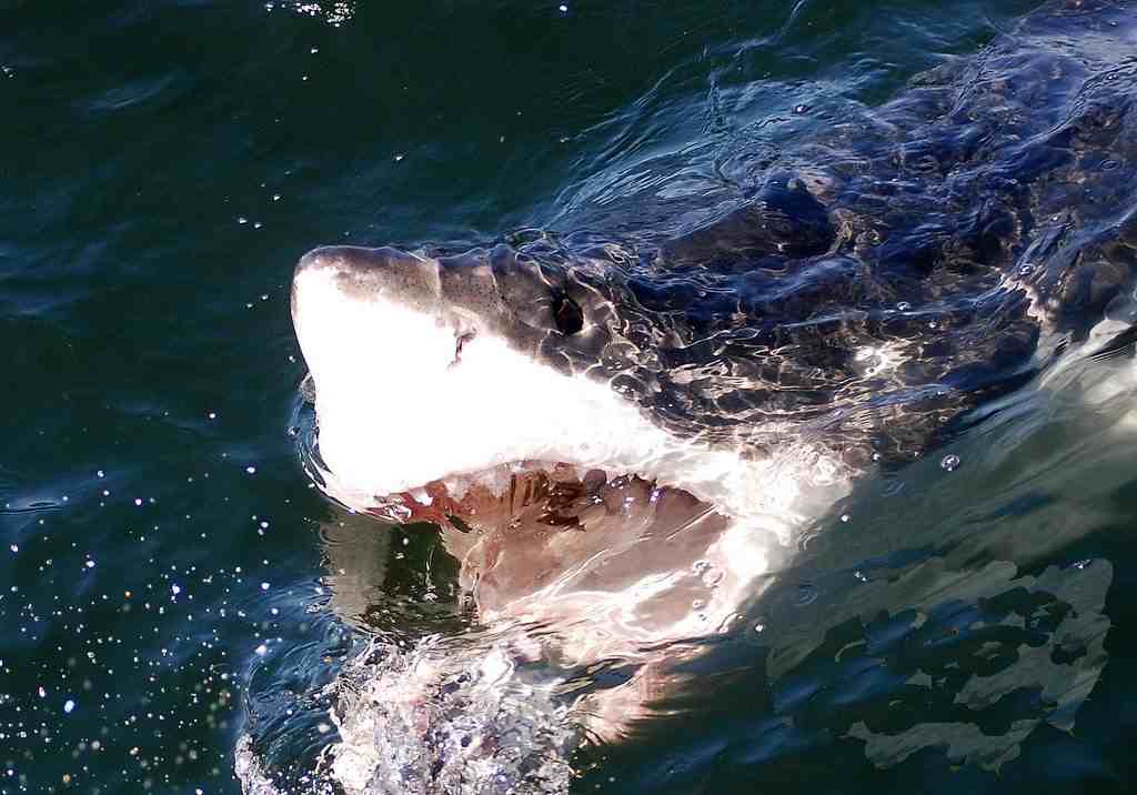 Penang Route 6 : Ikan jerung mengganas lagi di Mesir