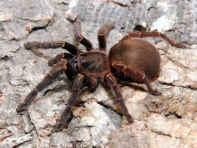 Birdspiders: Alles über Vogelspinnen: Gattung Ephebopus