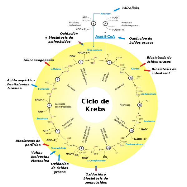 Respiración Celular Ciclo De Krebs