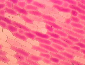 Ms. Platt Regents Living Environment: New York State Diffusion Lab