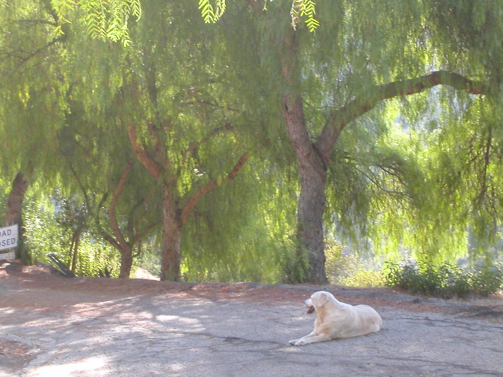 Native Gardener: California Pepper Trees, the Weeping Willows of ...