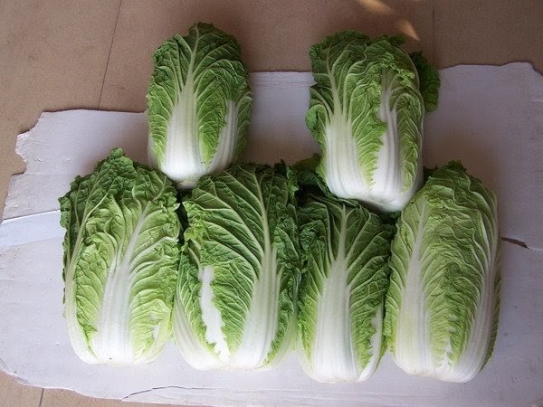 ANTI-VEGETARIANOS: REPOLHO CHINÊS