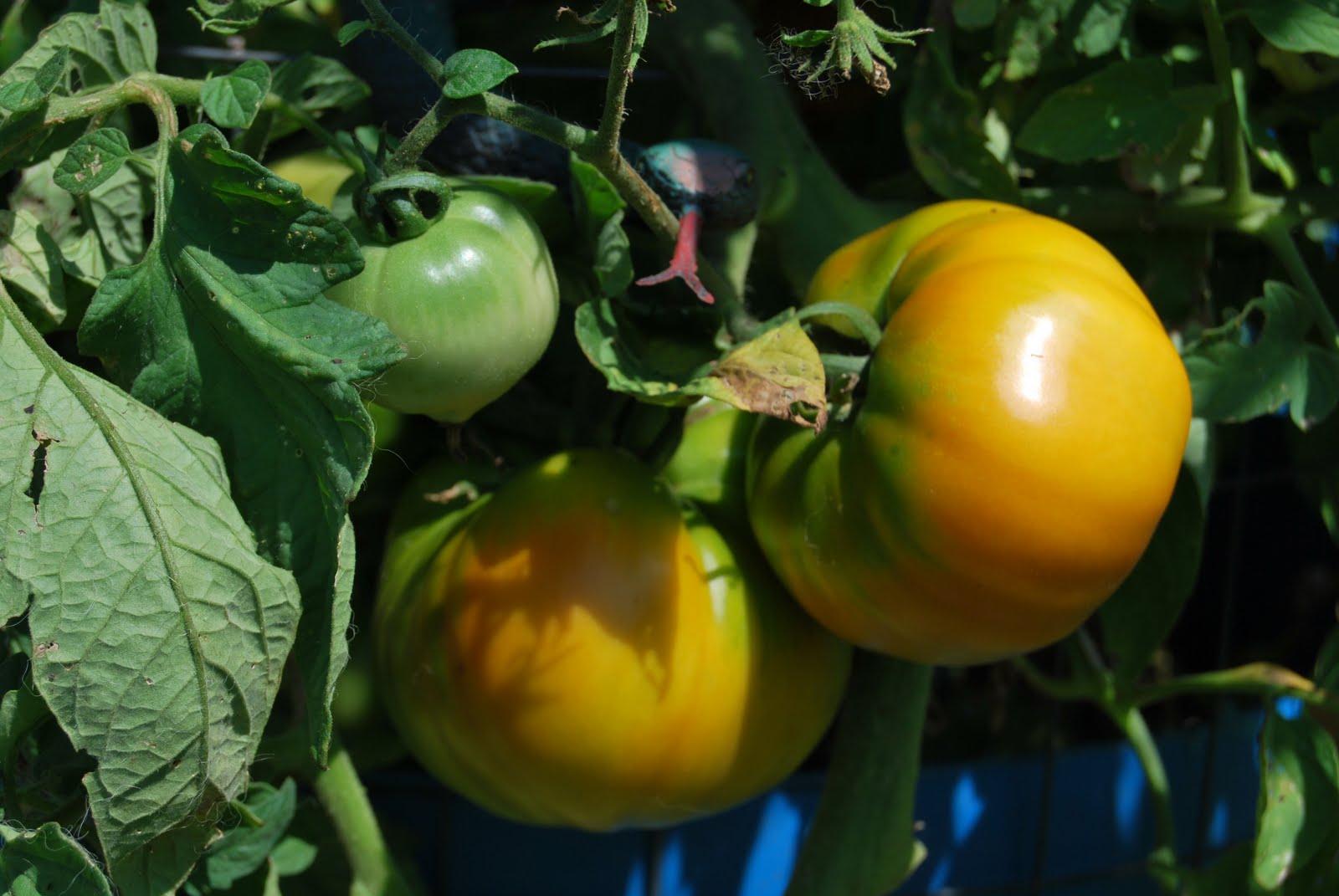 TOMATO WORLD: Rubber snakes