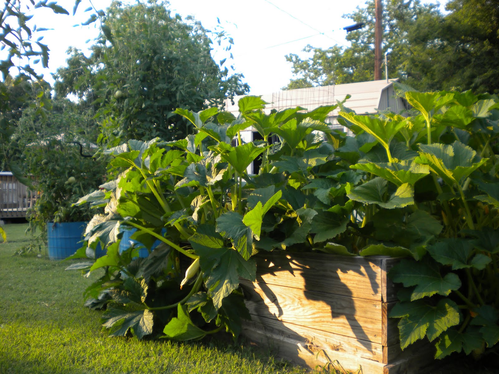 TOMATO WORLD: Beautiful Squash plants (Pat's photo)