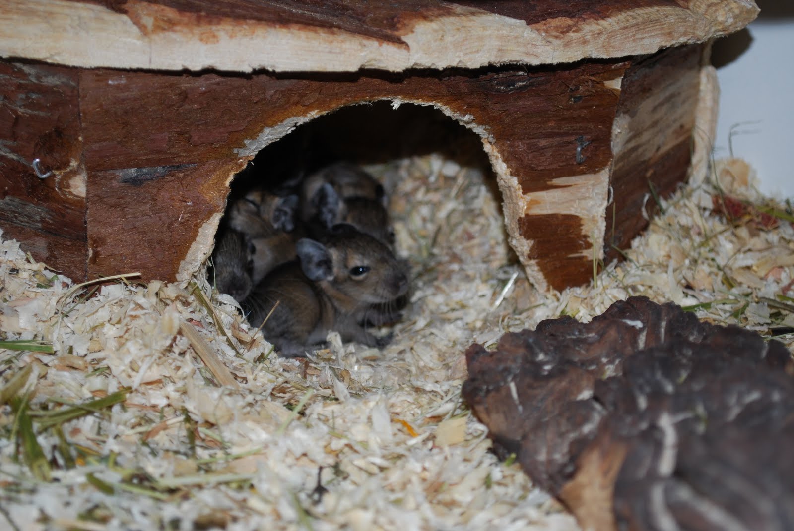 : Jonge degoes beschikbaar