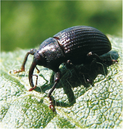 Morrut Roig: Picudo Negro (Cosmopolites Sordidus)