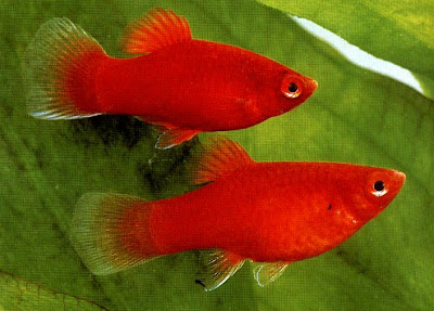 poisson: platy poisson