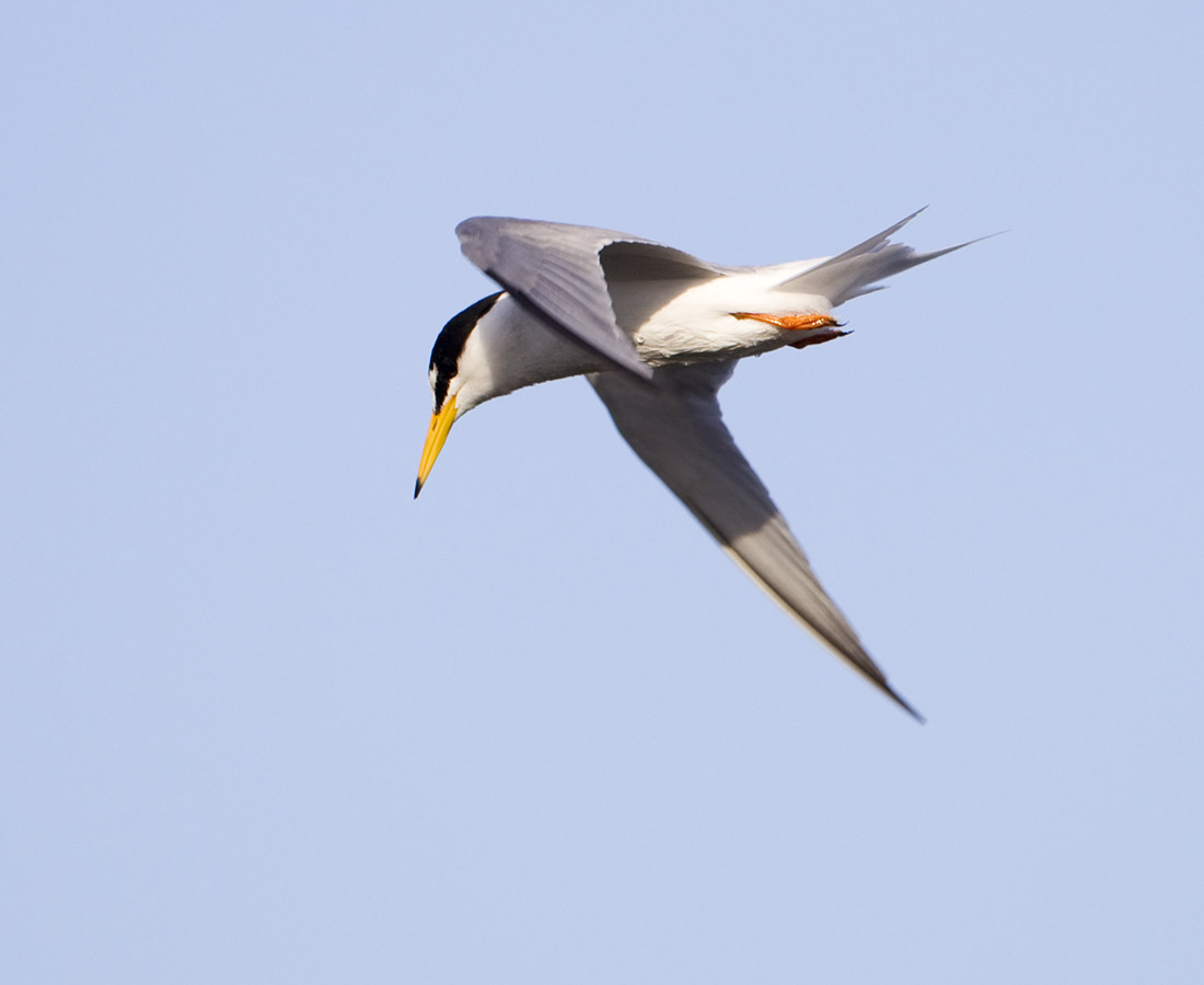 pewit: Little Terns