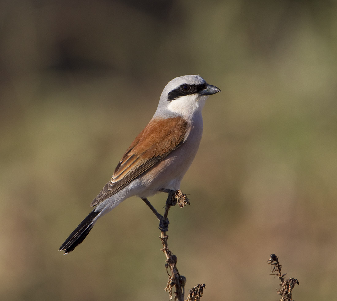 pewit: Red-backed Shrikes
