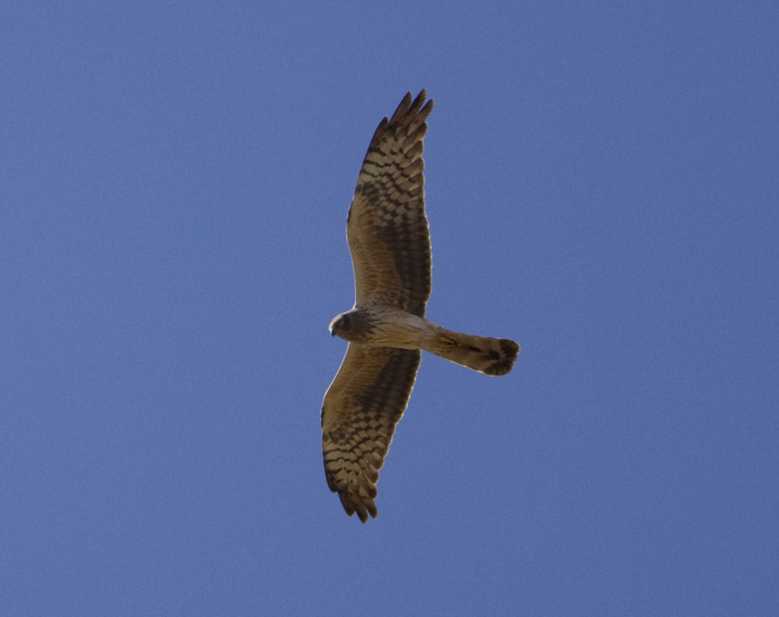pewit: Pallid Harriers