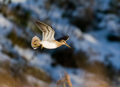 pewit: Snipe in flight