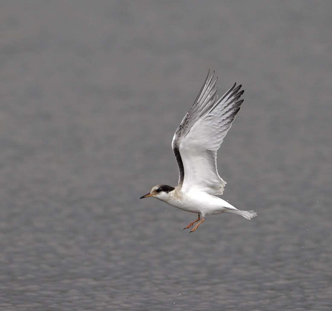 pewit: juvenile Common Terns