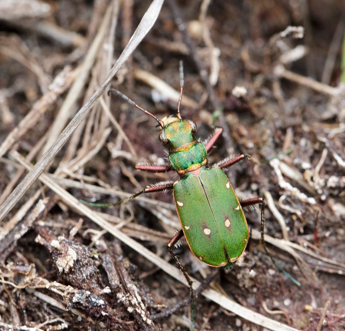 pewit: a few forest bugs