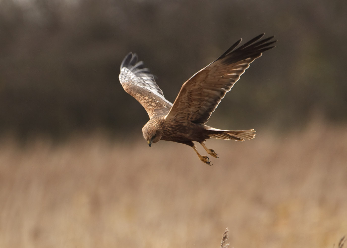 pewit: different male Marsh Harrier