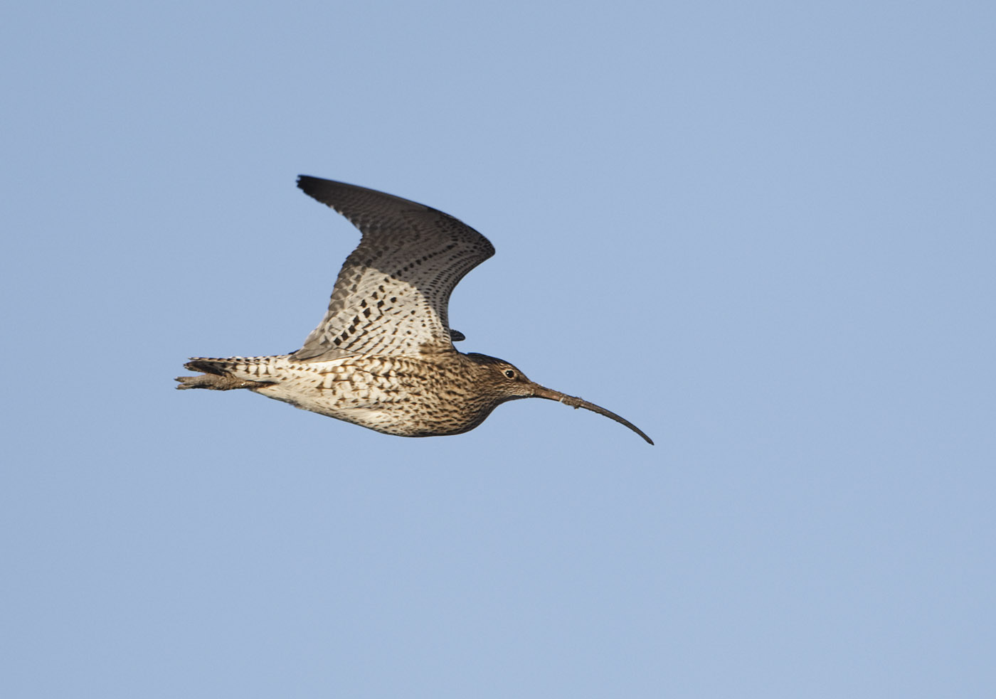 pewit: flying Curlew