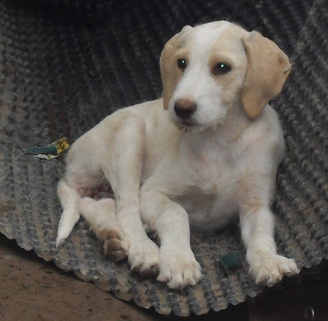 CUOREDICANE: URGENTE, CUCCIOLI LABRADOR SPINONE - ROMA