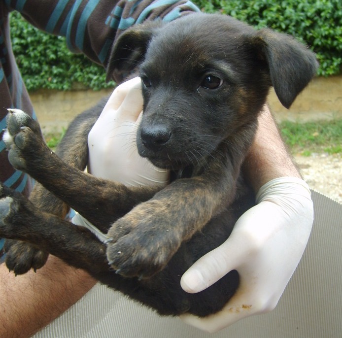 CUOREDICANE: MAMMA INCROCIO MOLOSSO E 5 SPLENDIDI CUCCIOLI URGENTISSIMI ...