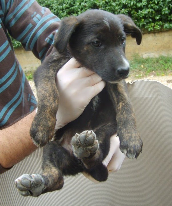 CUOREDICANE: MAMMA INCROCIO MOLOSSO E 5 SPLENDIDI CUCCIOLI URGENTISSIMI ...